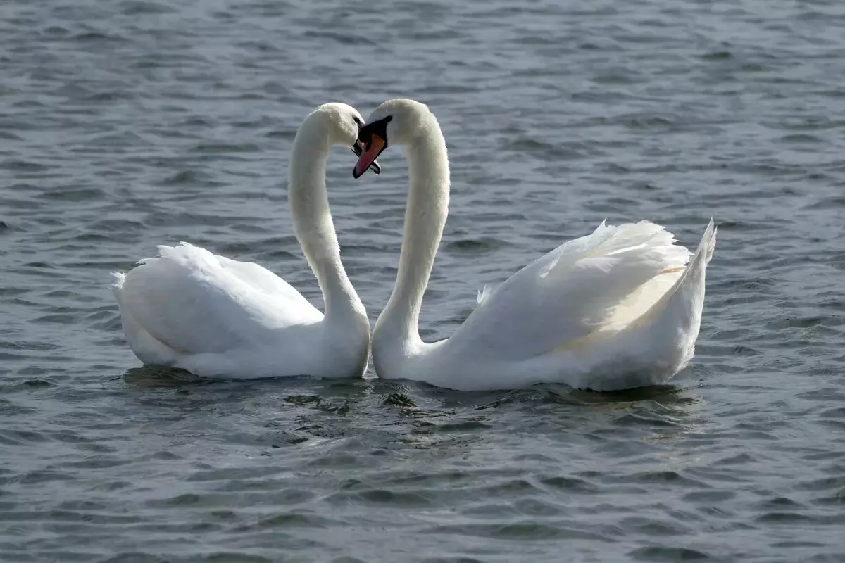Virgin Swans: Old Legend, nei Hypothesen