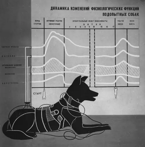 Dinamica dei cambiamenti nelle funzioni fisiologiche dei cani sperimentali. Rantd. F.35, OP.3, D.62