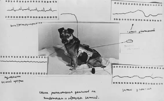 Schema della posizione dei sensori sul cane sperimentale e campioni di record. Rantd. F.38, op. 6, D.54