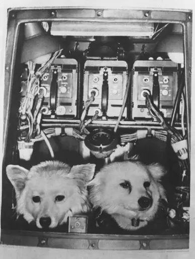 Cabin hermetic với những con chó thử nghiệm. Rantd. F.35, OP.3, D.59