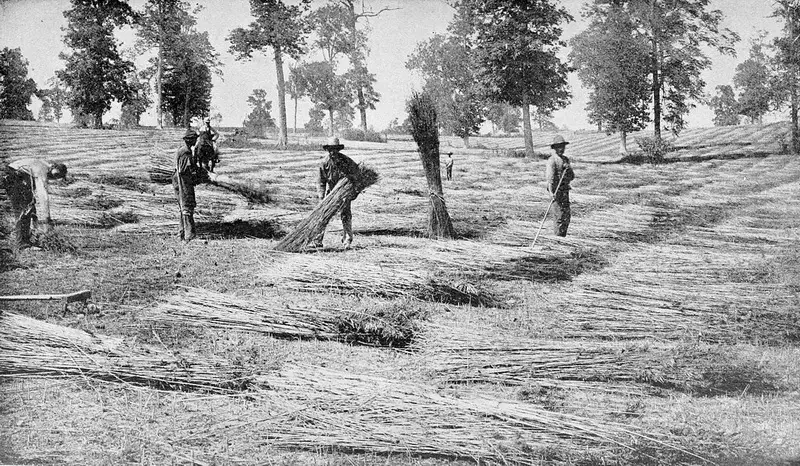 Ξήρανση κάνναβης για την κατασκευή κάνναβης. Κεντάκυ, 1840s. Hemp-works.ca.