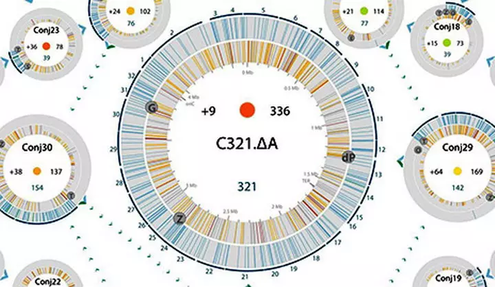 Por primera vez en el mundo, los investigadores lograron crear un organismo con un código genético completamente nuevo.