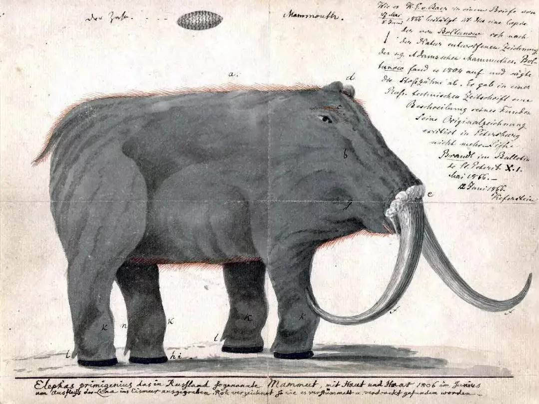 L-ewwel immaġni tal-mammoth