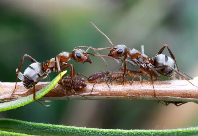 अॅलेक्स व्हेलडेसह मर्मबॉजी. भाग तिसरा: आणि पशुसंवर्धन!