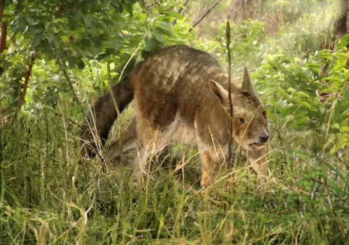 Parẹ parẹ South America velizard Simenovski. Apá I: Awọn HOFS miiran