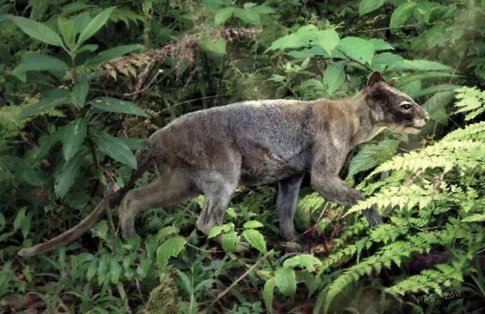 Parẹ parẹ South America velizard Simenovski. Apá I: Awọn HOFS miiran