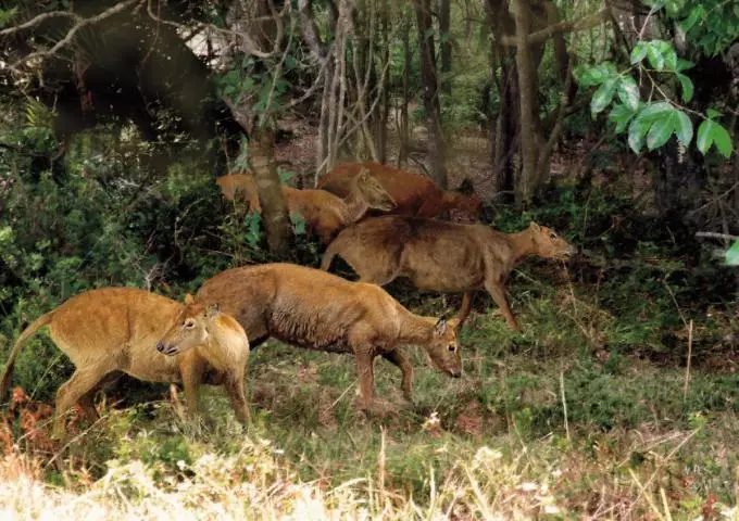 Parẹ parẹ South America velizard Simenovski. Apá I: Awọn HOFS miiran