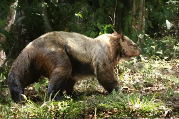 Parẹ parẹ South America velizard Simenovski. Apá I: Awọn HOFS miiran