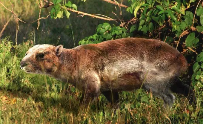 Ilipotea Amerika ya Kusini Velizard Simeonovski. Sehemu ya I: Hoofs nyingine