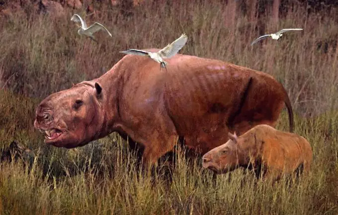 Parẹ parẹ South America velizard Simenovski. Apá I: Awọn HOFS miiran