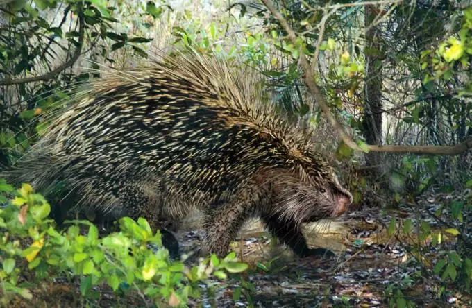 Nawala ang South America Vlizard Simeonovski. BAHIN II: Uban pa