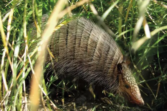 Nawala ang South America Vlizard Simeonovski. BAHIN II: Uban pa