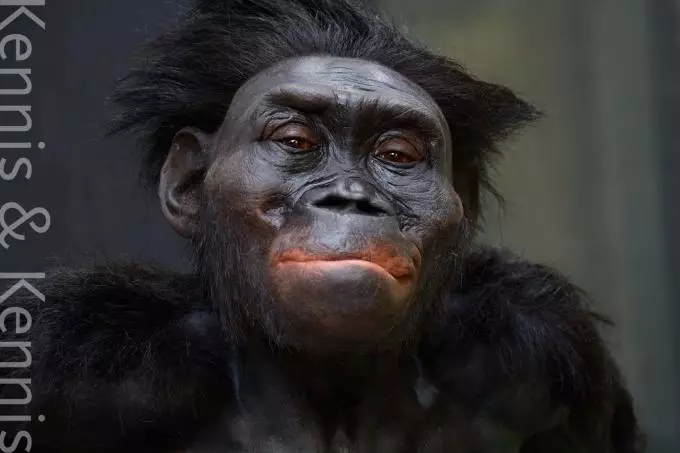 Babae Australopithecus sa malayo Australopithecus afarensis