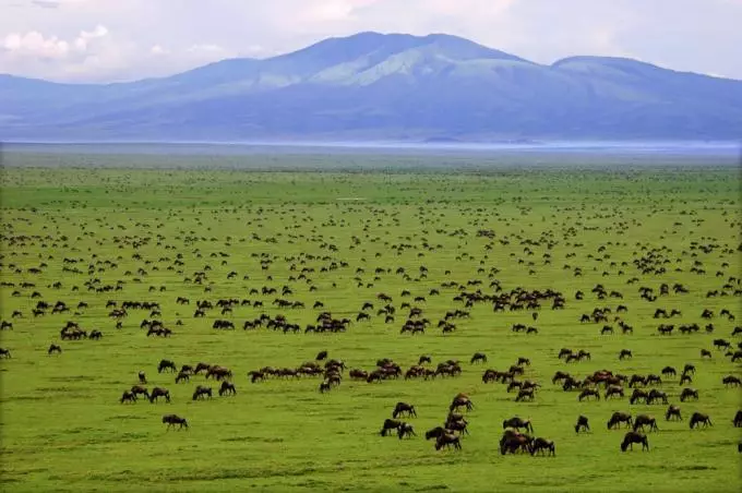 Bežná hustota kopytníkov v suchej savane Serengeti