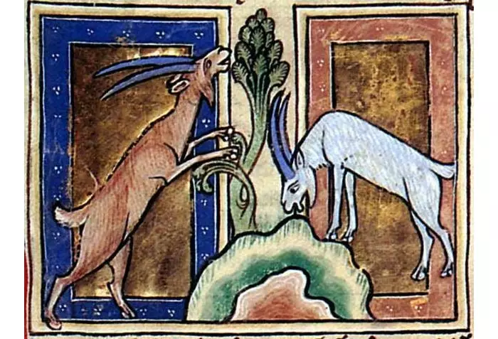 Bestiaries: medieval misconceptions about animals