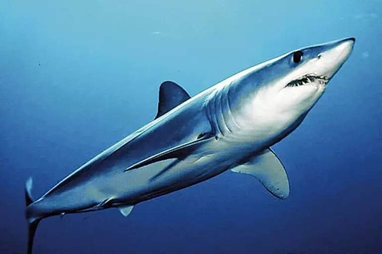 Shortfin - shark, inhabiting the waters of a large barrier reef.