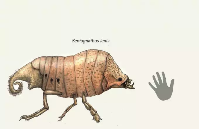 Līdzīgi kā skutoceratīds un tajā pašā laikā ciešāk saistīts ar sycagnatids, Sentagnathus ir nakts slaucītājs, kas dienas laikā slēpjas dobās puves saknēs.