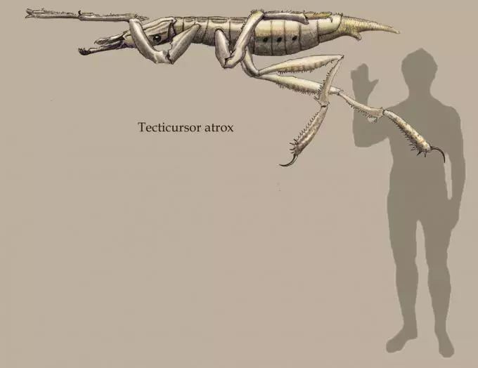 Các nhà nghiên cứu đầu tiên đặt tên cho sinh vật này là cá sấu sống, không phải vì vẻ ngoài của chúng, mà vì hành vi săn mồi của chúng. Không có gì khiến động vật Sylvanian sợ hơn hàm và móng vuốt của loài săn mồi này, chúng luôn tấn công từ trên cao. Các loài động vật khác trên Sylvanas cũng có thể đi bộ trên mặt dưới của những cành khổng lồ của mundodendralis, nhưng chỉ đối với loài sâu bọ thì môi trường này mới là nhà. T. atrox - thành viên lớn nhất của chi - có thể săn cả những loài bọ cạp có kích thước trung bình như Furcaceras. Cơ thể của loài săn mồi này được bao phủ bởi những sợi lông và hàng nghìn rãnh nhỏ khiến da của chúng trở nên ưa nước. Do đó, chúng có xu hướng phát triển