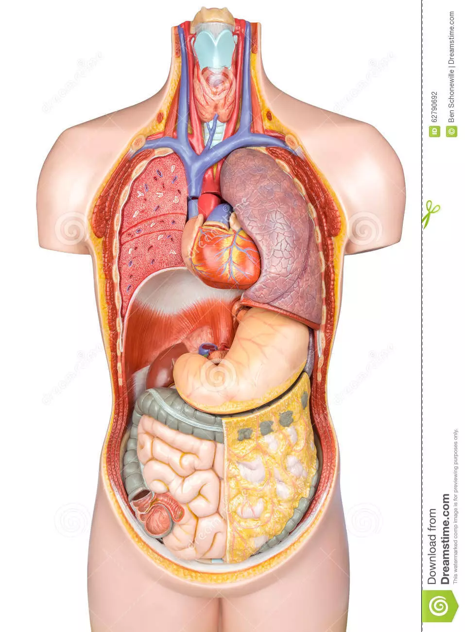 Kesalahan pengaturcaraan Alam Semesta. Berat badan manusia