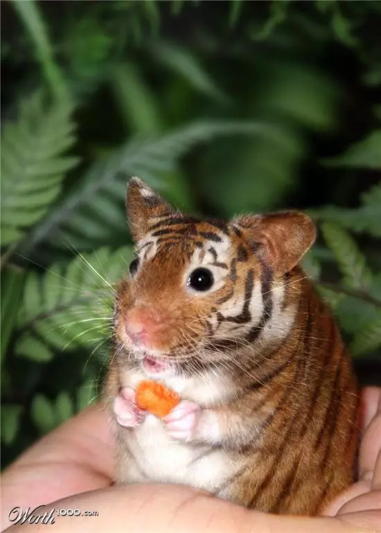 Ngoyak hamster anjeun papisah