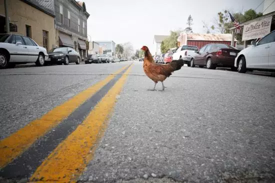 Mengapa ayam menyeberang jalan?