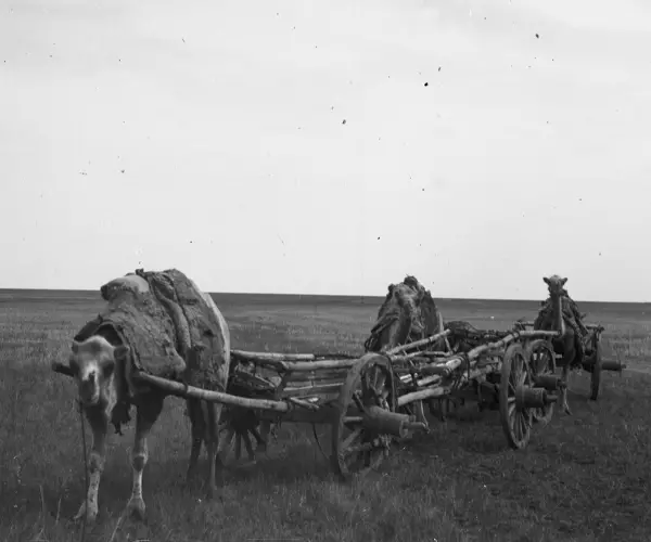 Белагвардзейскіх рэспубліка. Новая Орда.