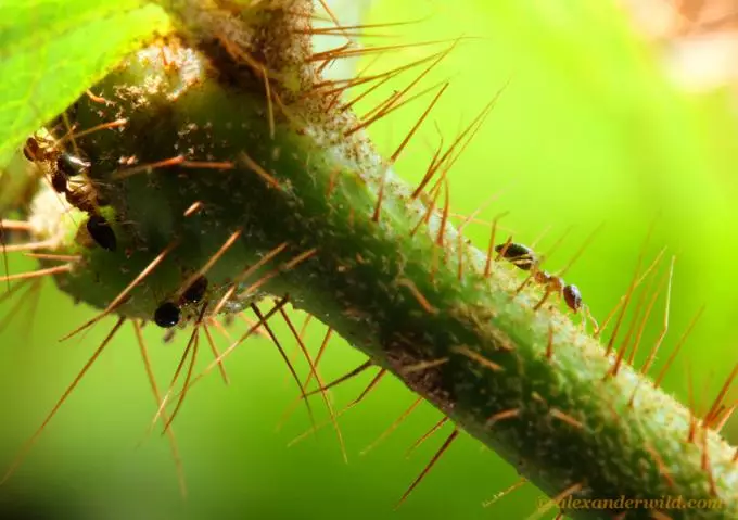 ඇලෙක්ස් වයින්ඩ් සමඟ මර්මෙලොජි. MyrMelchechista සහ යක්ෂ උද්යාන