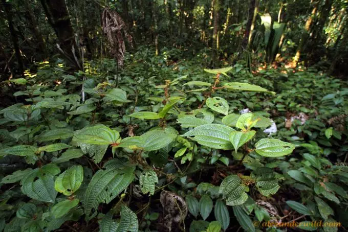 ඇලෙක්ස් වයින්ඩ් සමඟ මර්මෙලොජි. MyrMelchechista සහ යක්ෂ උද්යාන