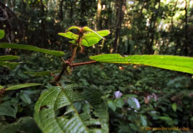 ඇලෙක්ස් වයින්ඩ් සමඟ මර්මෙලොජි. MyrMelchechista සහ යක්ෂ උද්යාන