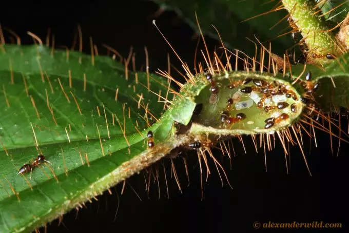 ඇලෙක්ස් වයින්ඩ් සමඟ මර්මෙලොජි. MyrMelchechista සහ යක්ෂ උද්යාන